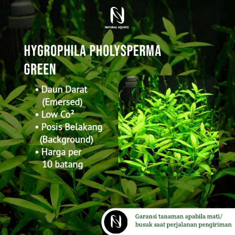 Jual Hygrophila Pholysperma Green 10 Batang | Tanaman Aquascape ...