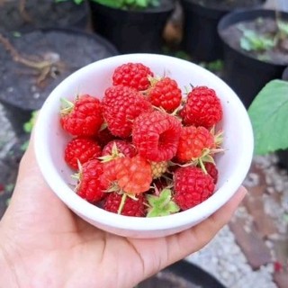 Jual tanaman raspberry impor | Shopee Indonesia