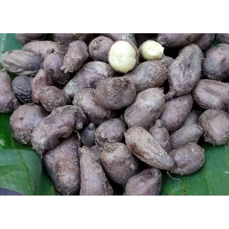 Jual kentang hitam kecil kentang bulu kecil langka | Shopee Indonesia