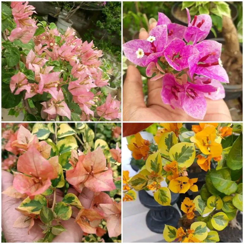 Jual PROMO!!PAKET 4 TANAMAN HIAS BUGENVIL/Bougenville//BUNGA KERTAS ...