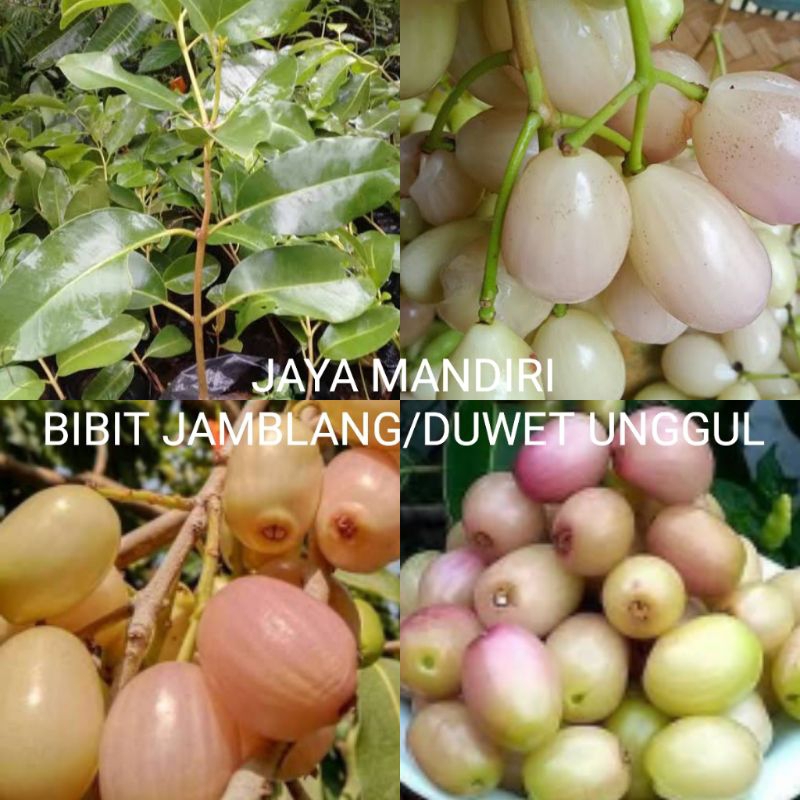 Jual BIBIT JAMBLANG/JUWET PUTIH SUPER | Shopee Indonesia