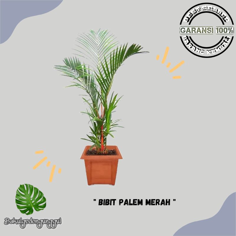 Jual palem merah rumpun rimbun | Shopee Indonesia