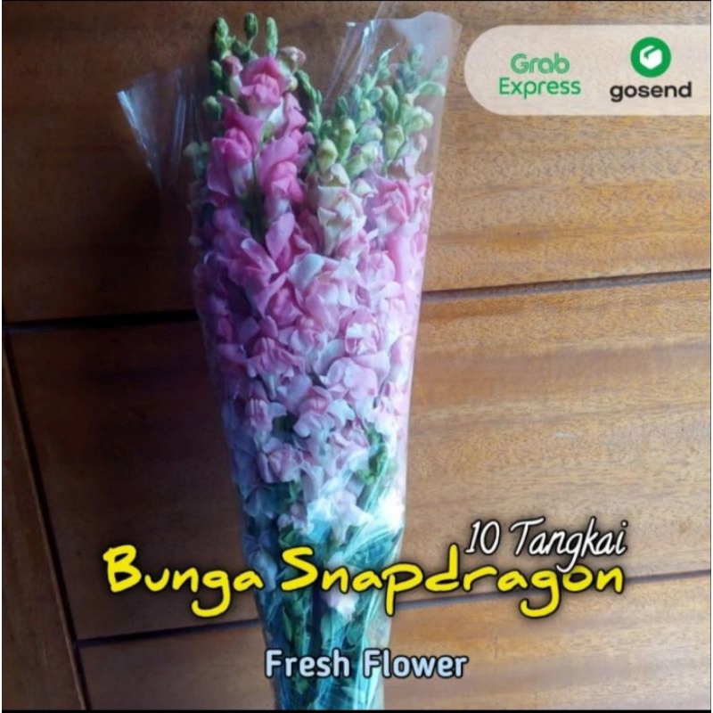 Jual bunga snapdragon 10 tangkai segar | Shopee Indonesia