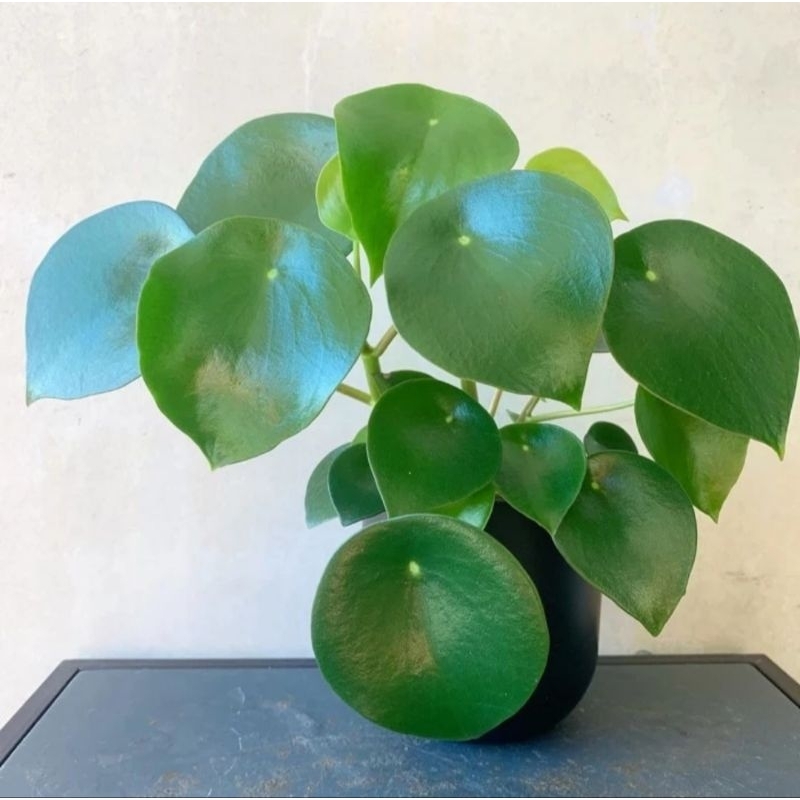 Jual tanaman peperomia raindrop hijau daun tebal plus pot | Shopee ...