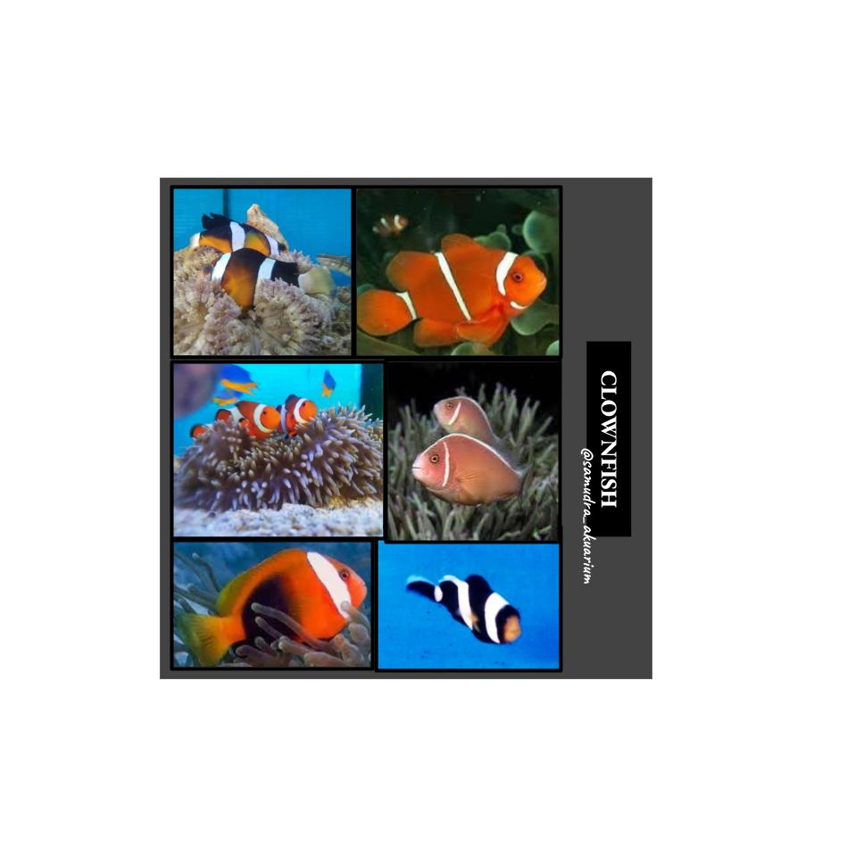 Jual Ikan Hias Air Laut / Ikan Nemo / Clownfish / Betok / Angel fish ...