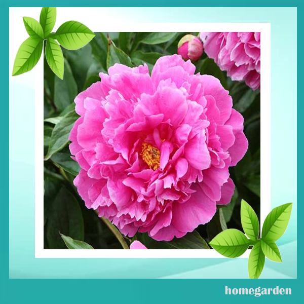 Jual Homegarden Benih Bunga Peony Biji bunga Peony Kemasan Premium ...