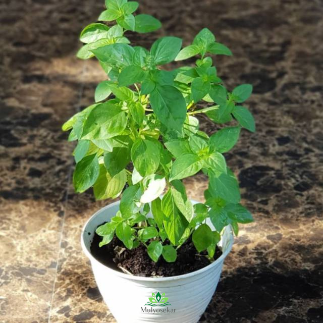 Jual Tanaman Kemangi / Daun Lalap Kemangi bibit sayuran | Shopee Indonesia