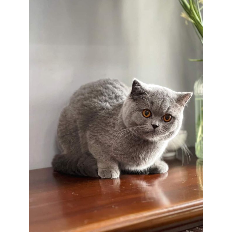 Jual kucing bsh betina 9 bulan / british short hair / kucing lucu ...