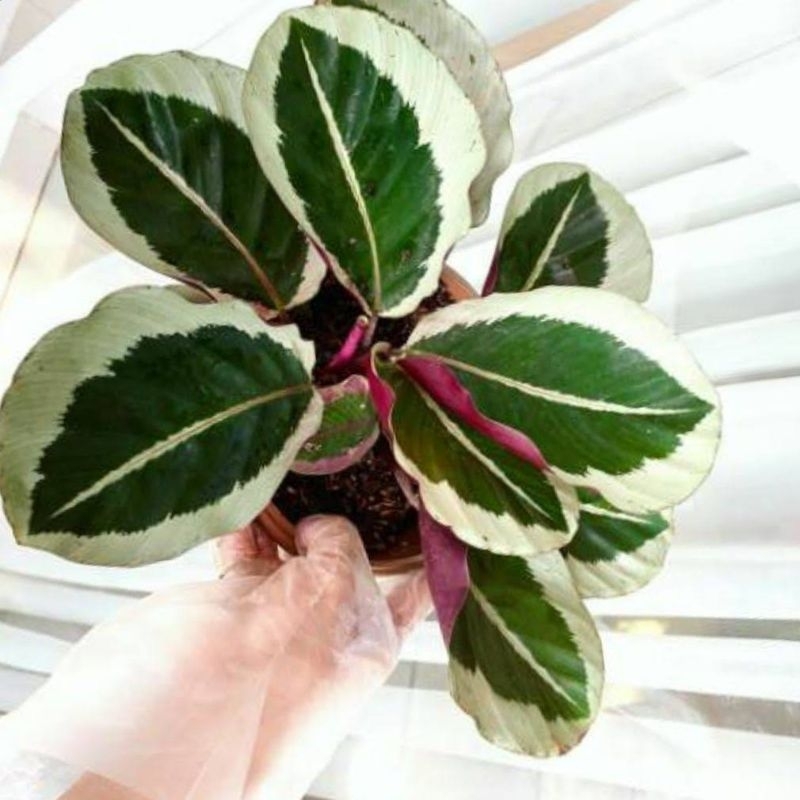 Jual Tanaman Hias Calathea Marion - Calathea Cynthia Silver - Calathea ...