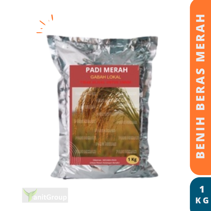 Jual Benih Padi Beras Merah Padi Unggul 1Kg | Shopee Indonesia