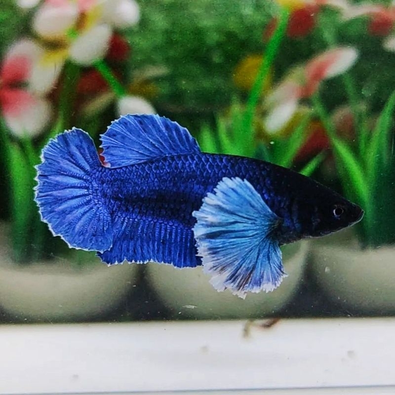 Jual female dumbo ear blue color vip | Shopee Indonesia