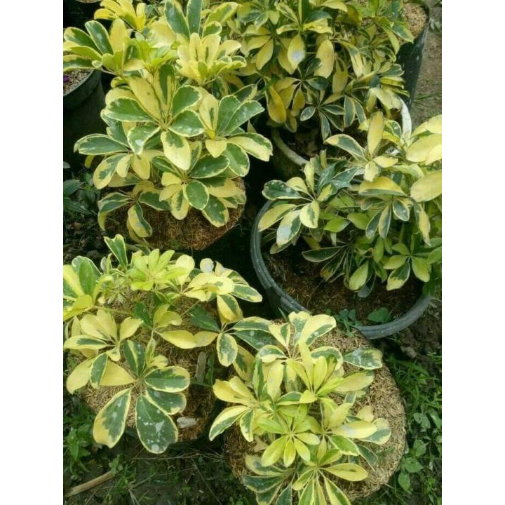 Jual ( BISA COD ) PROMO! Tanaman Hias Walisongo Pohon Walisongo ...