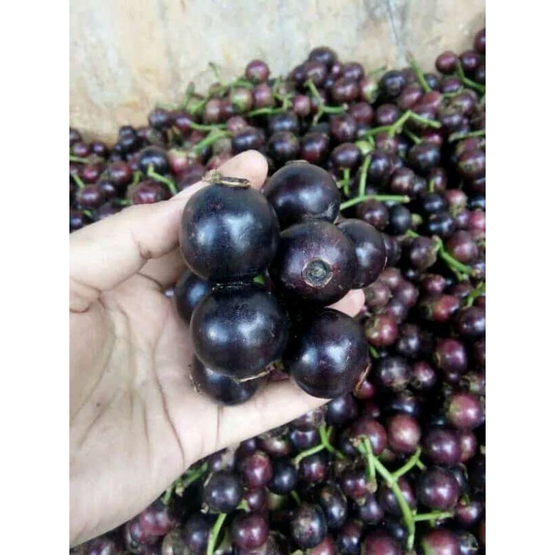 Jual BUAH KUPA BUAH GOWOK BUAH GOHOK STOK TERBARU KUALTAS FRES 1 KG ...