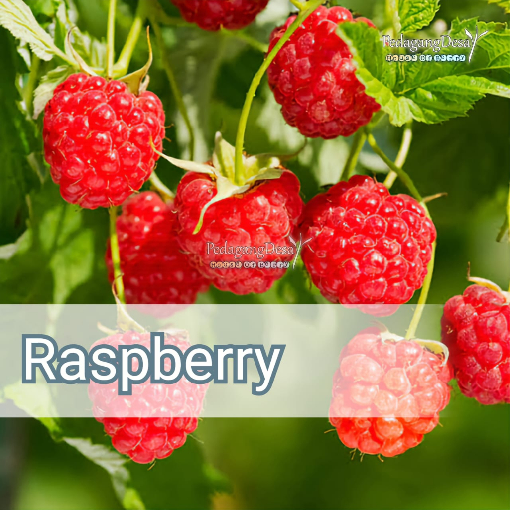 Jual Raspberry | Benih Bibit Import Super Dataran Rendah / Tinggi ...