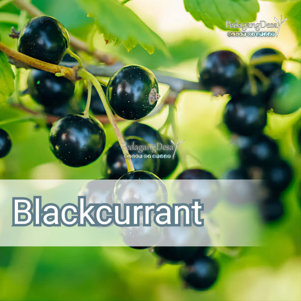 Jual Blackcurrant | Benih Bibit Import Super Dataran Rendah / Tinggi ...
