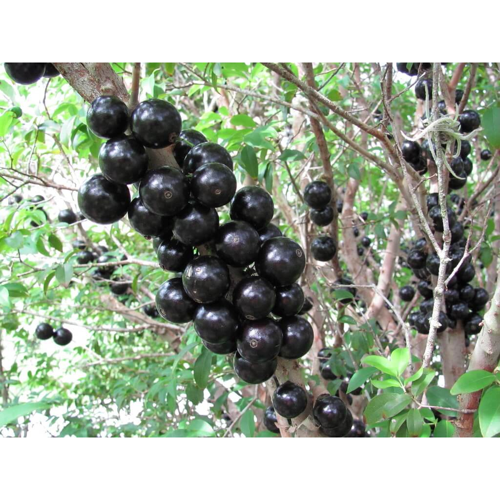 Jual Bibit Anggur Brazil RIMBUN 1'2 METER (BATANG BESAR) | Shopee Indonesia