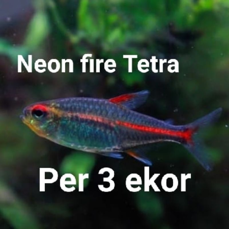 Jual glowlight neon fire Tetra, per 3 ekor ikan hias air tawar aquarium ...