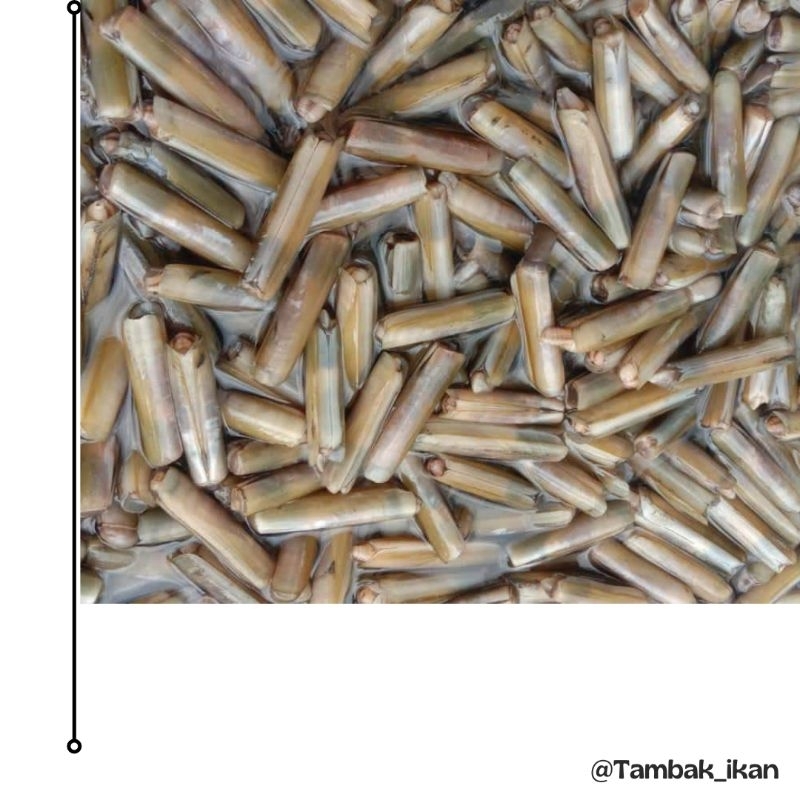 Jual Kerang Bambu Segar Premium 1Kg | Shopee Indonesia
