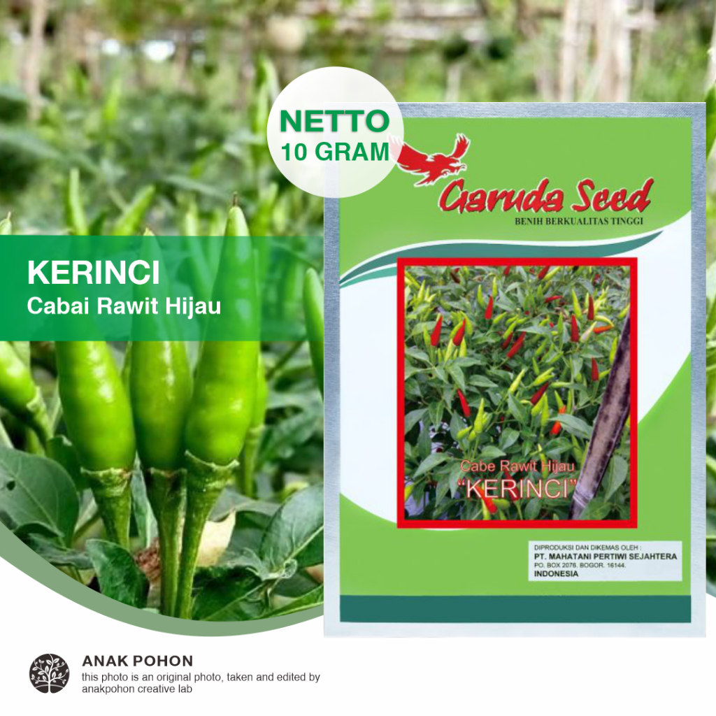 Jual (1 PACK) Benih Cabai Rawit Hijau KERINCI Cabe Rawit Lalap Seeds ...