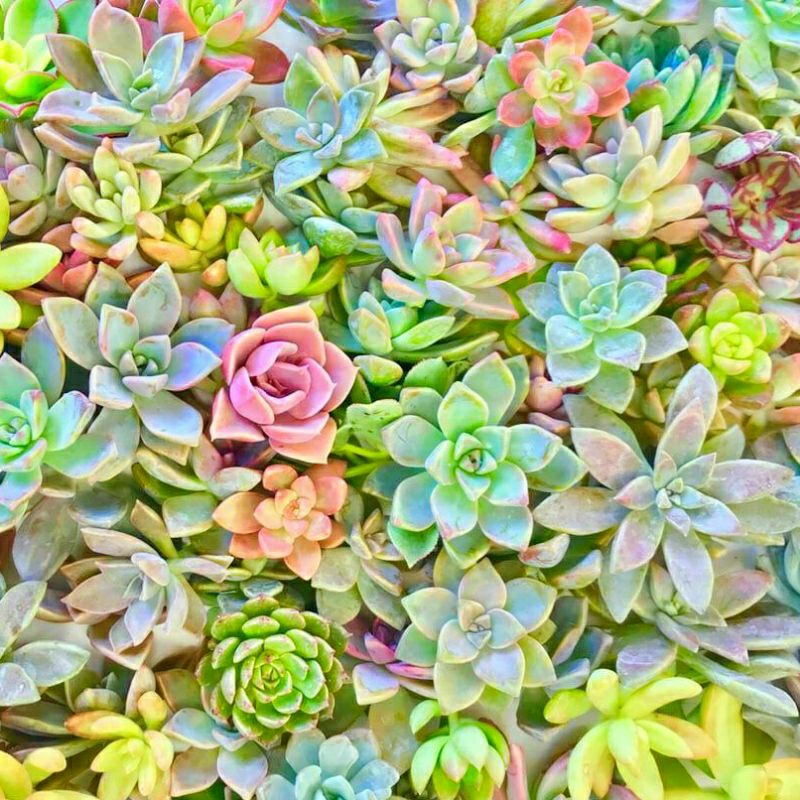 Jual Sukulen Mini Berakar Satuan Super Murah Bebas Pilih Jenis | Shopee ...