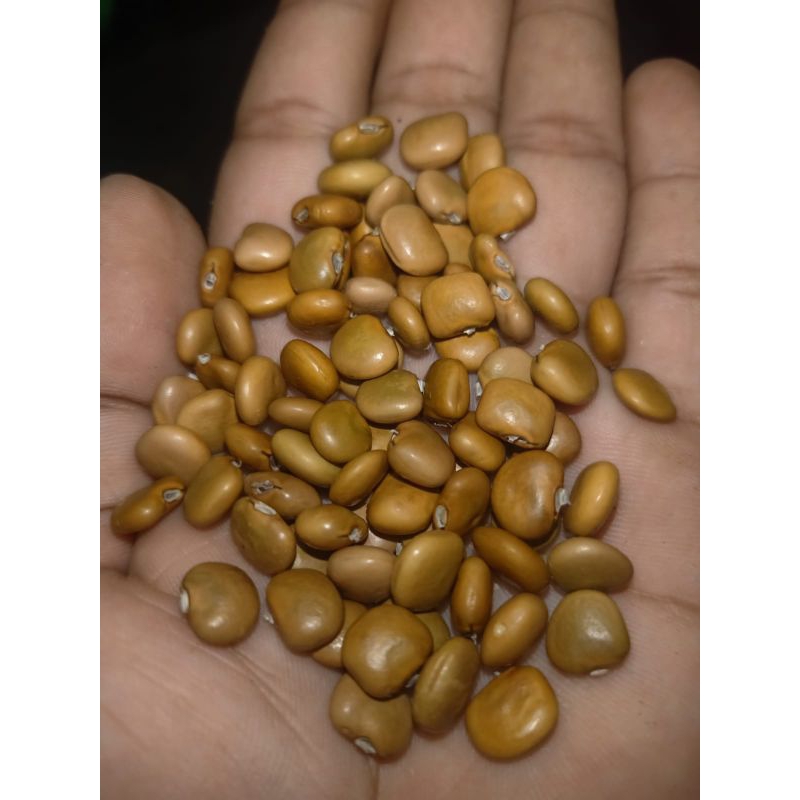 Jual Bibit/Benih Bengkoang Lampung 1kg | Shopee Indonesia