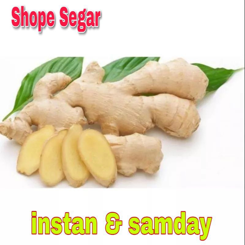 Jual Jahe Besar Jahe Putih Fresh KIRIM INSTAN & SAMDAY | Shopee Indonesia