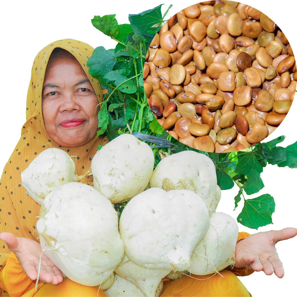 Jual Bibit Bengkoang Super Isi 1 Kg | Shopee Indonesia