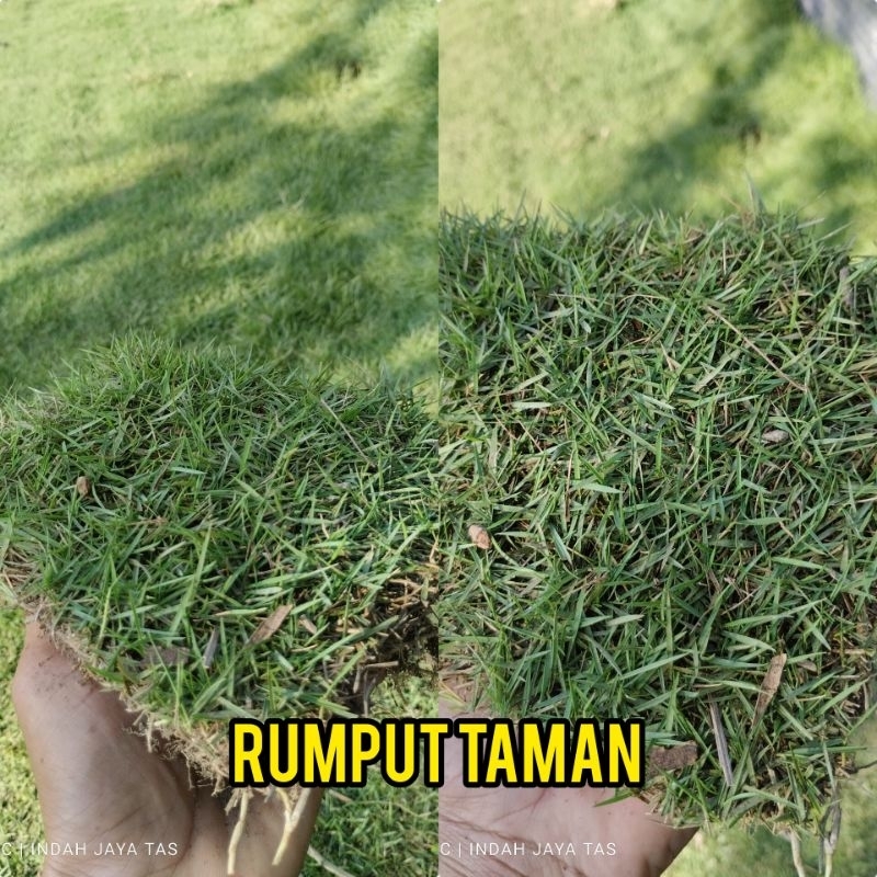 Jual rumput taman/rumput jepang murah fress/10cm - 30cm | Shopee Indonesia