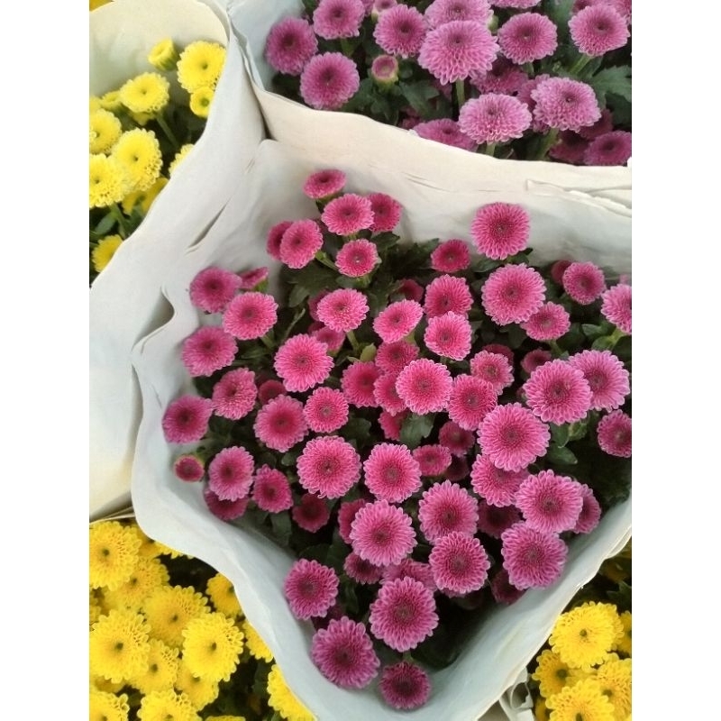Jual Bunga Calimero PT Fresh Perikat | Shopee Indonesia