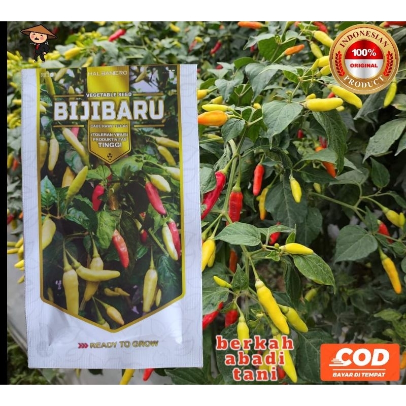 Jual benih cabai rawit BIJIBARU kemasan 5 gram - cabe rawit unggul ...