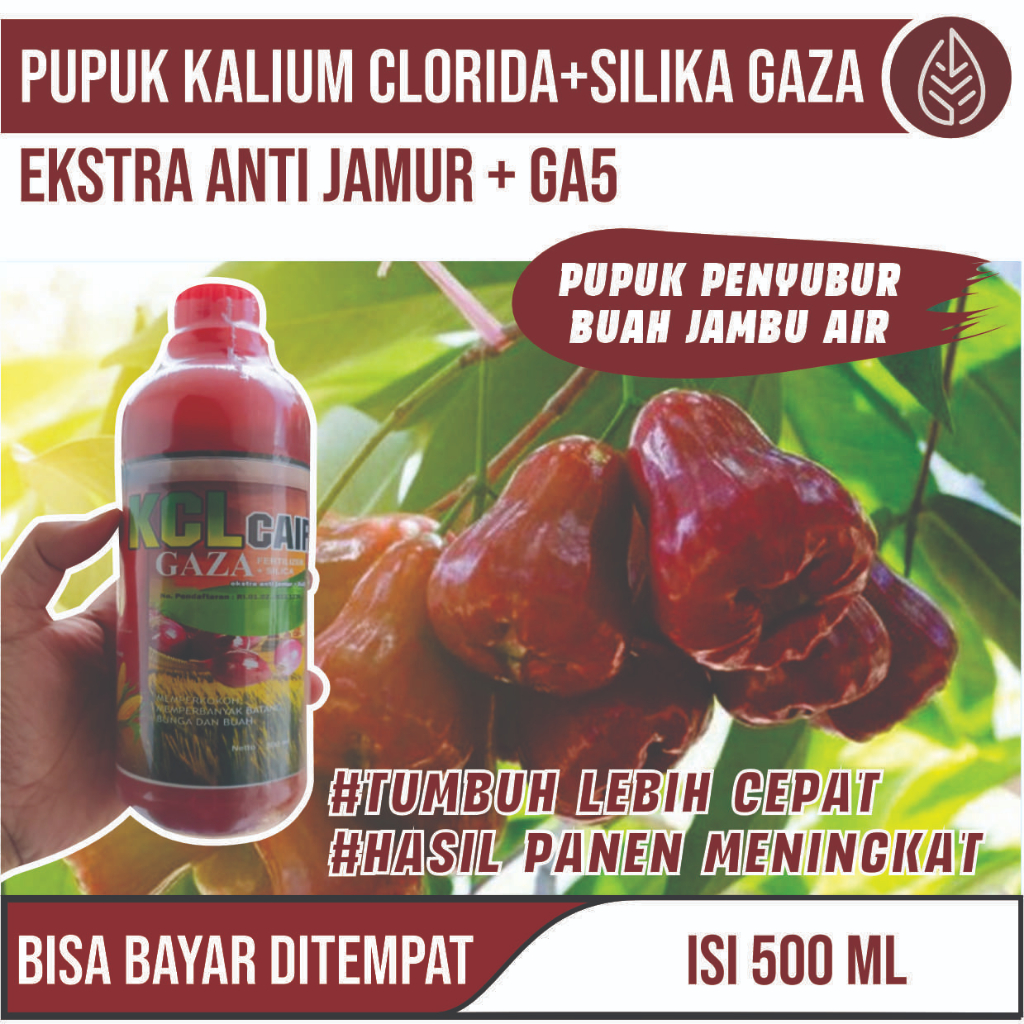 Jual Pupuk Pelebat Buah Jambu Air Merah Anti Hama dan Penyakit Pada ...
