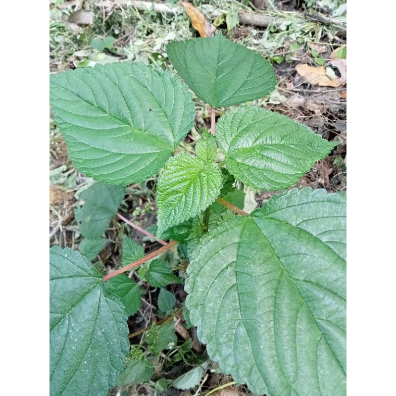 Jual Daun Jelatang Segar Atau Daun Pulus Gatal 500gram | Shopee Indonesia