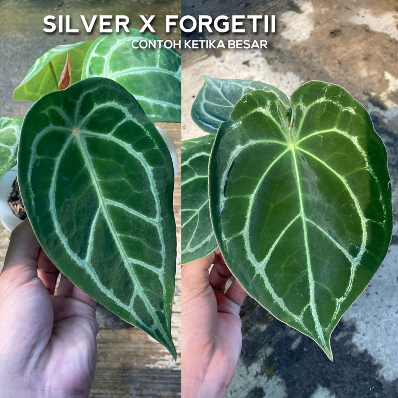 Jual Anthurium silver x forgetii bibit | Shopee Indonesia