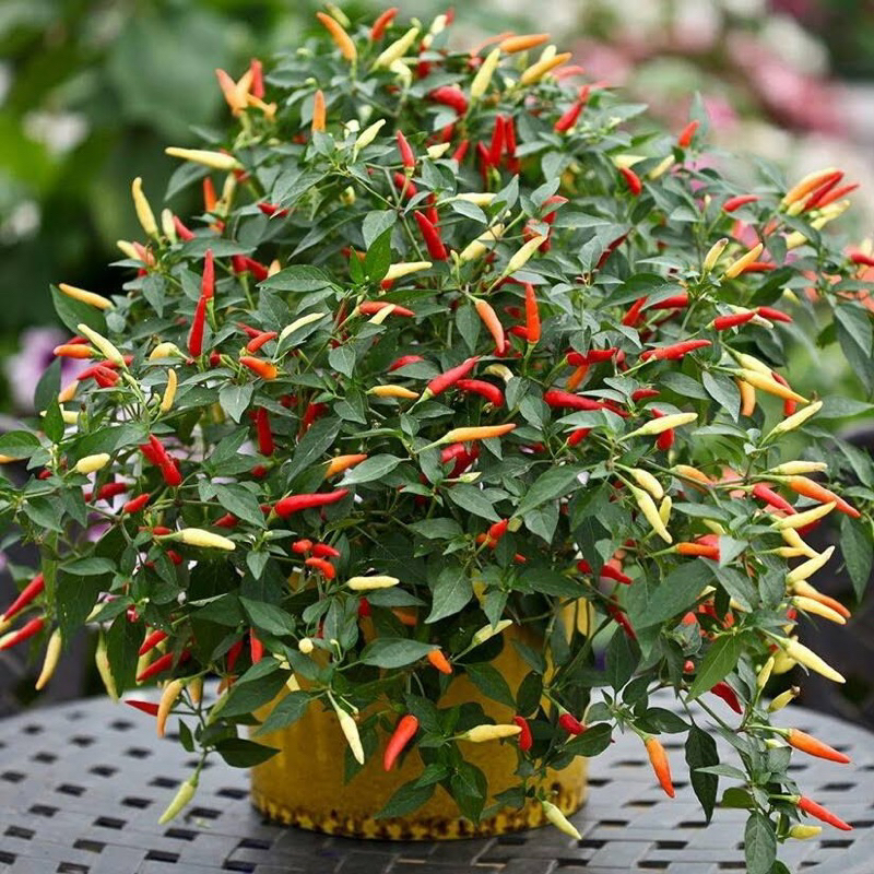 Jual POHON CABE TOMAT PRODUKTIF 5 HARI SEKALI PANEN CABAI RAWIT MERAH ...