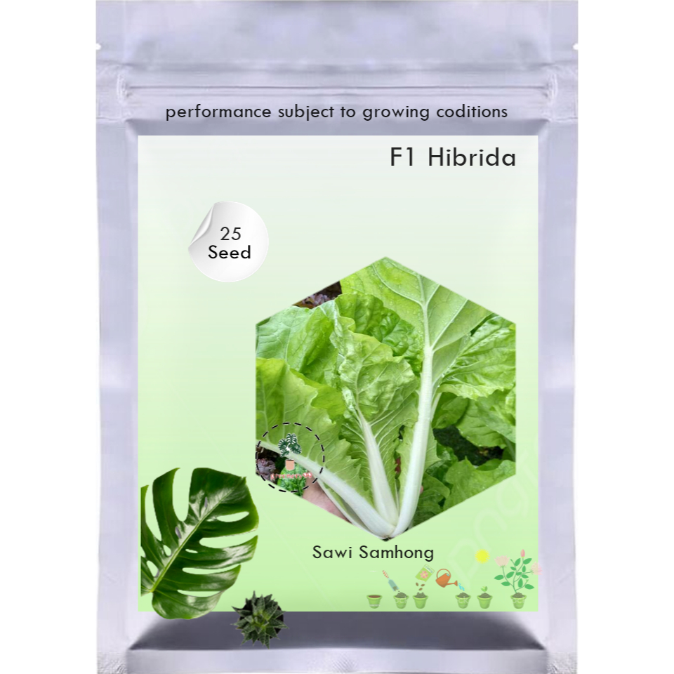 Jual 25 Benih Sawi Samhong King Keriting F1 Hibrida Sayuran - Bibit ...