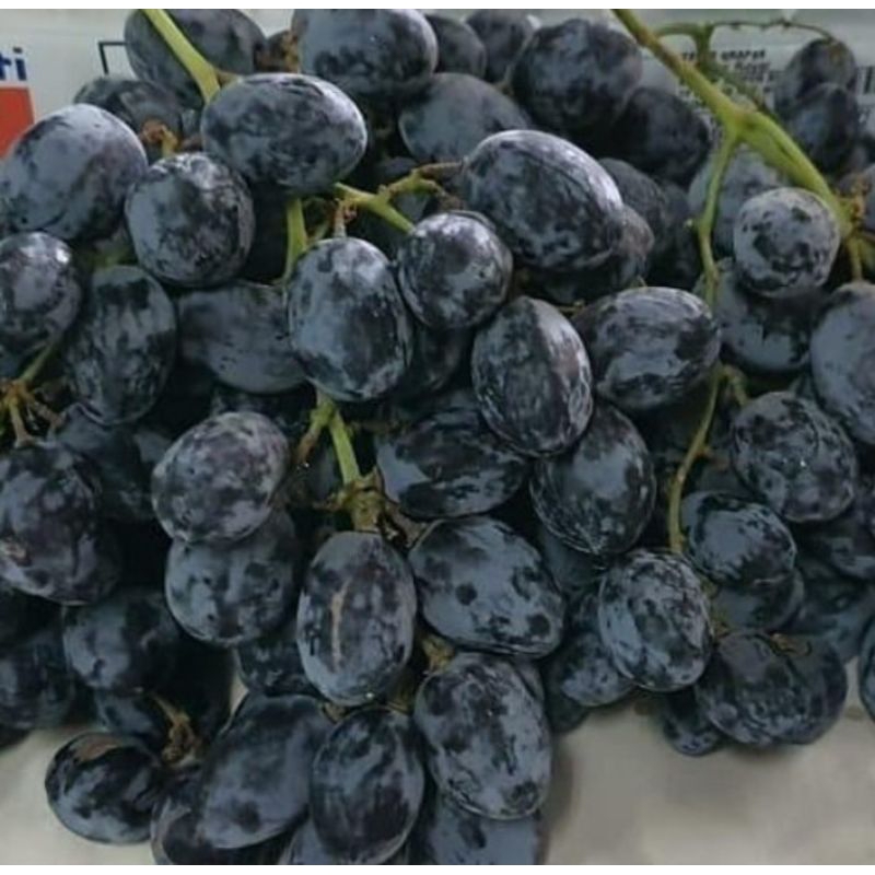 Jual buah anggur manis hitam non biji fresh | Shopee Indonesia