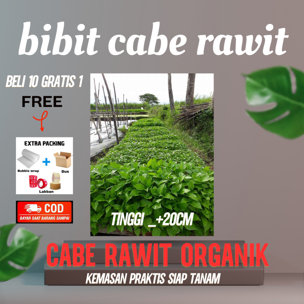 Jual bibit cabe rawit organik siap tanam beli 10 gratis 1 + free ...