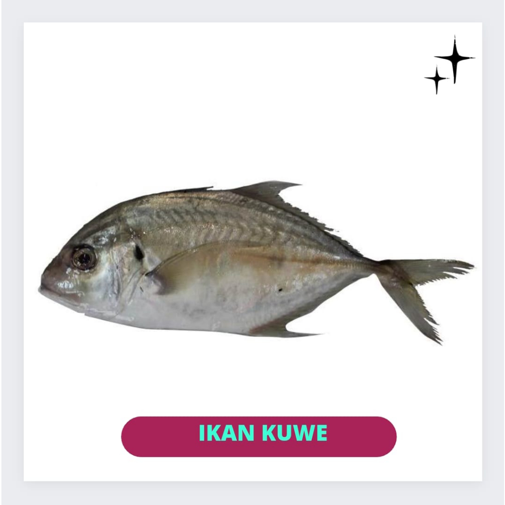 Jual Ikan Kuwe Segar 1Kg | Shopee Indonesia