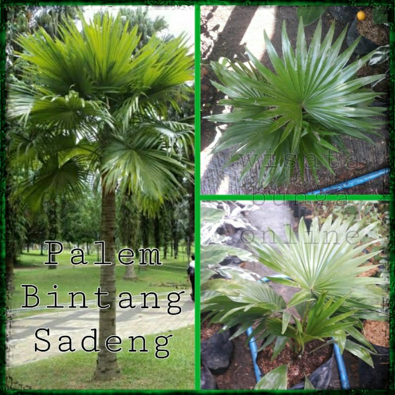 Jual Tanaman Hias Palem Bintang / Palem Sadeng | Shopee Indonesia