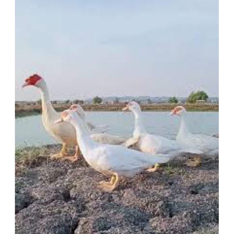 Jual telor entok jumbo fertil | Shopee Indonesia