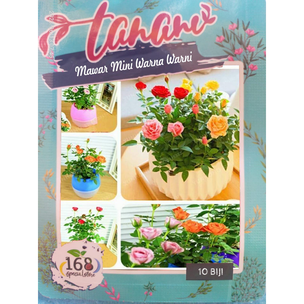 Jual Biji Bunga Mawar Mini Warna Warni 10 Biji Bibit Mawar Bunga Mawar ...