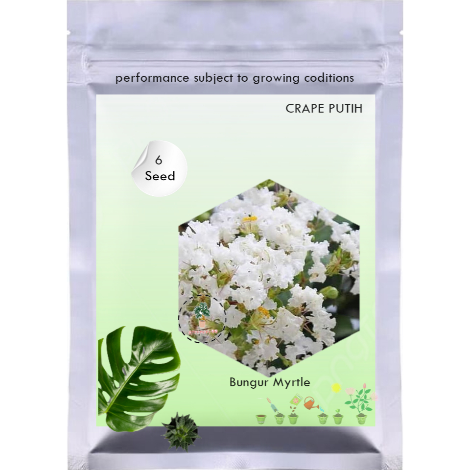 Jual 6butir Benih CRAPE PUTIH Bungur Myrtle - Bibit Biji Bunga | Shopee ...