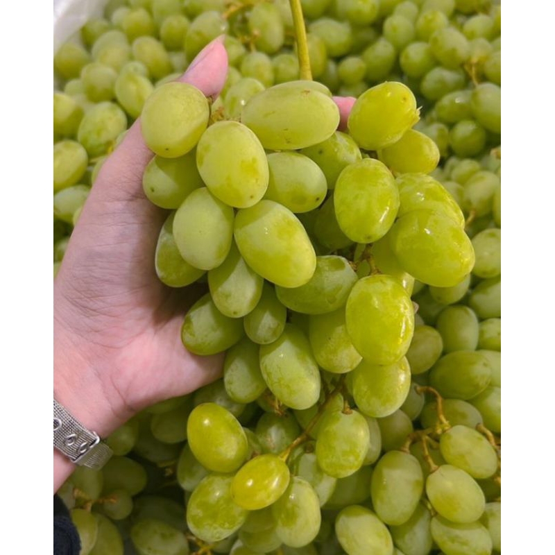 Jual ANGGUR HIJAU FRESH 1KG | Shopee Indonesia