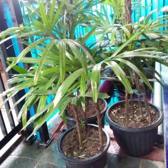 Jual Palem waregu | Shopee Indonesia