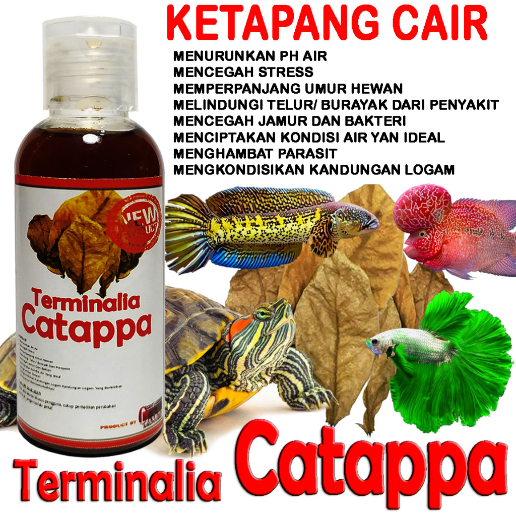 Jual OBAT ALAMI TERMINALIA CATAPPA EKSTRAK DAUN KETAPANG CAIR X KAYU ...