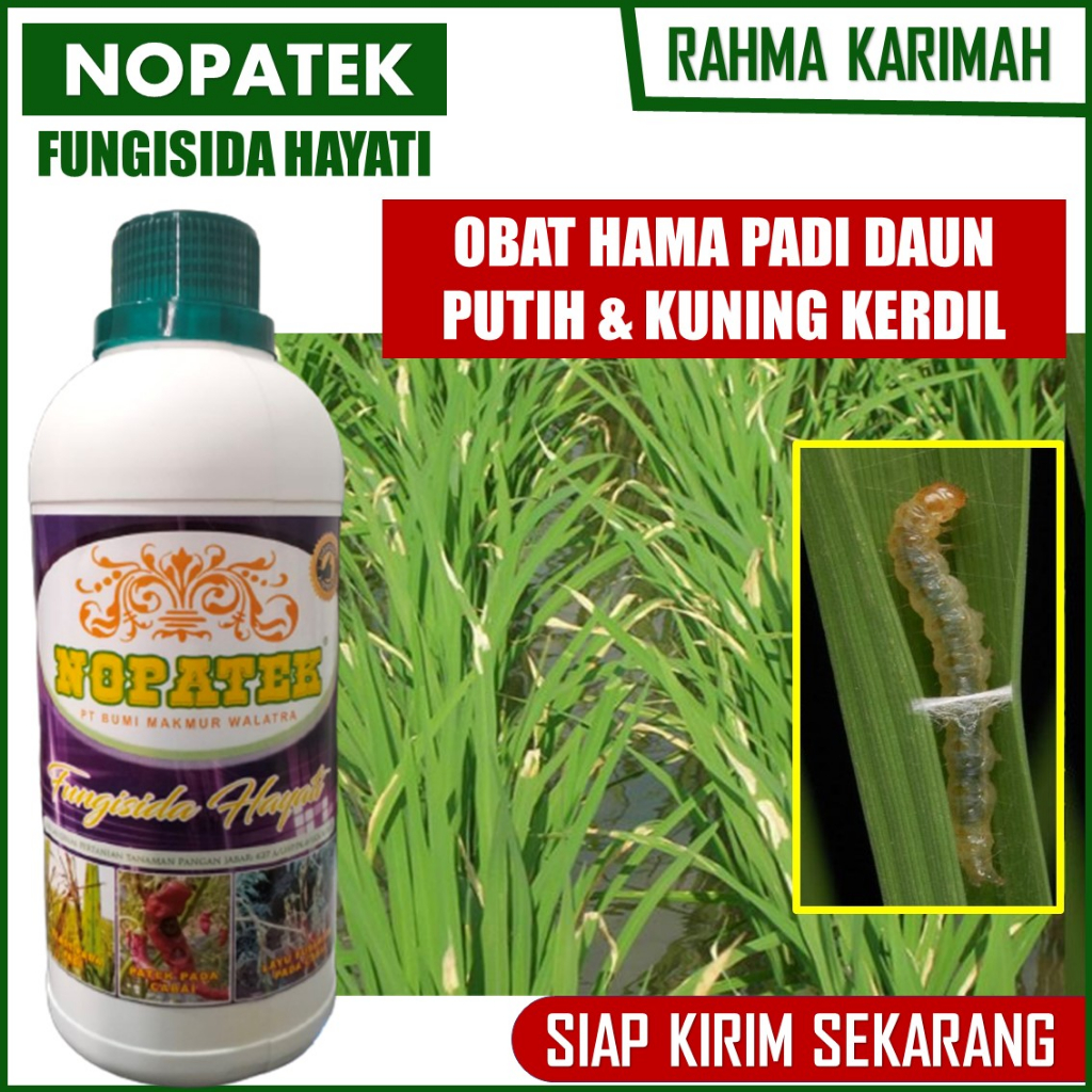 Jual Obat Hama Padi Daun Putih Nopatek 500 ML - Obat Padi Daun Kuning ...