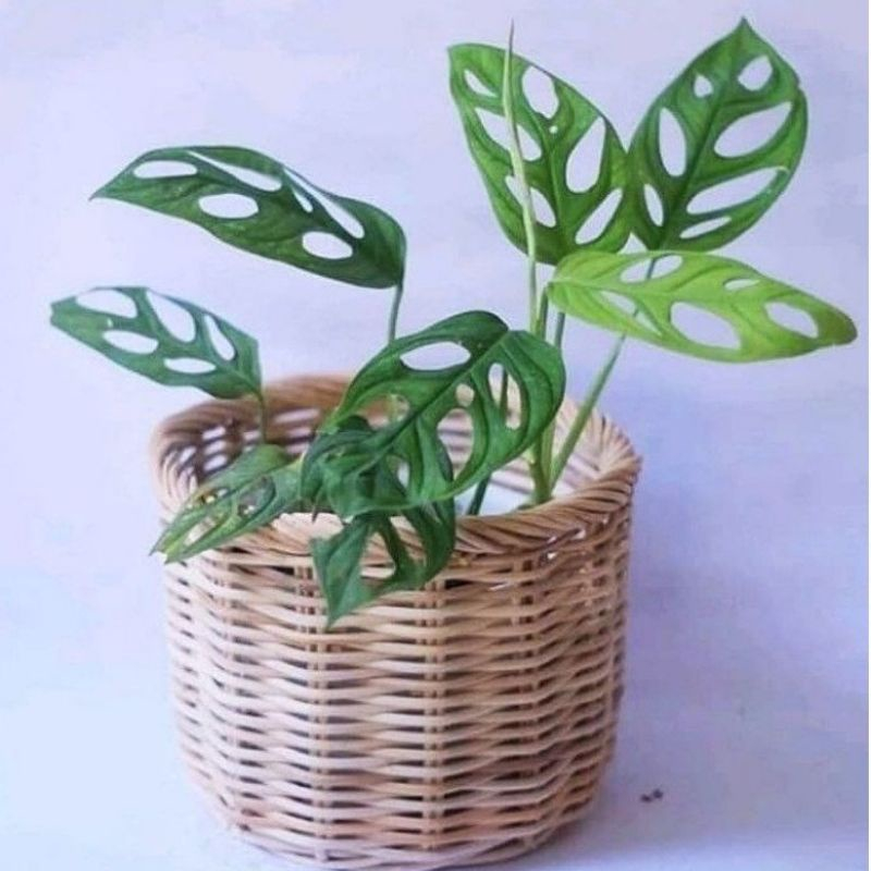 Jual PROMO! Tanaman Hias Monstera Janda Bolong Bunga Hias Monstera ...