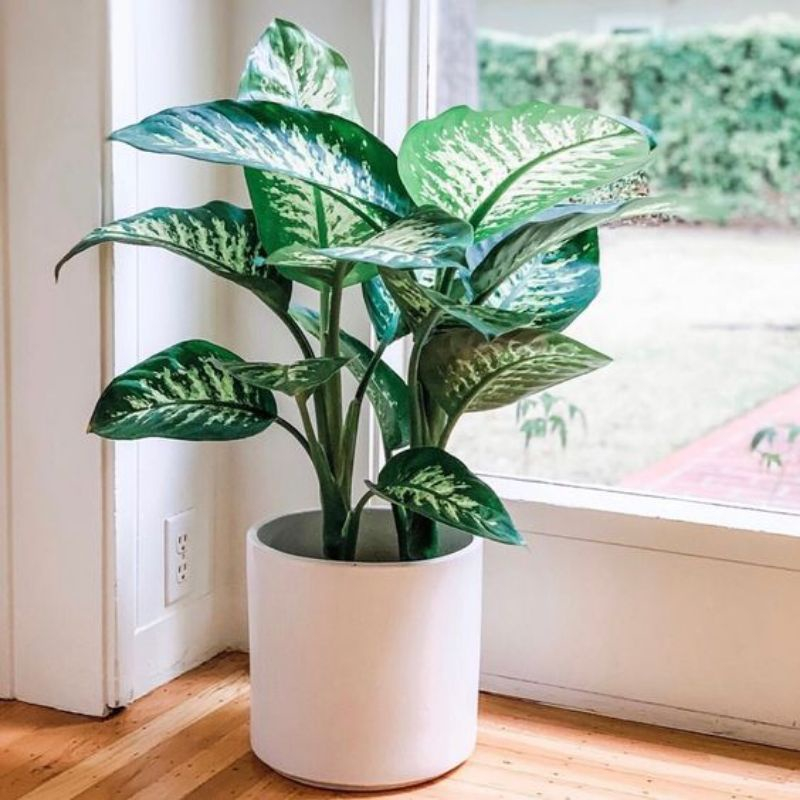 Jual Tanaman Hias Aglonema Zebra Divenbacia Tanaman Hidup Aglaonema ...