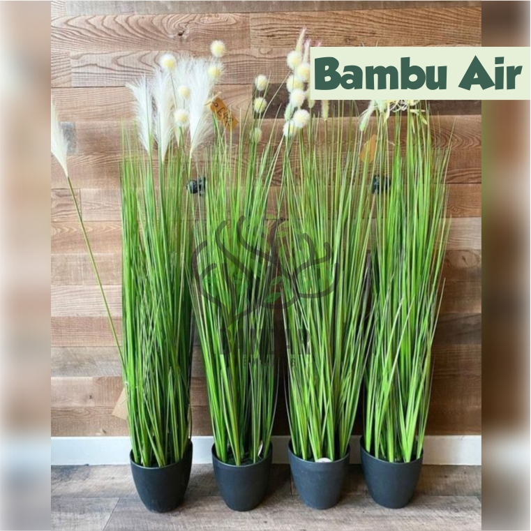 Jual Bambu Air Tanaman Hias Tanaman Outdoor | Shopee Indonesia