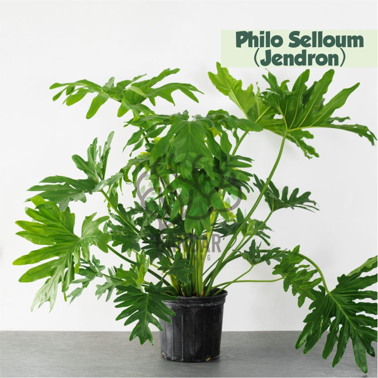 Jual Philo Selloum Jendron Tanaman Hias Tanaman Daun Tanaman Outdoor ...